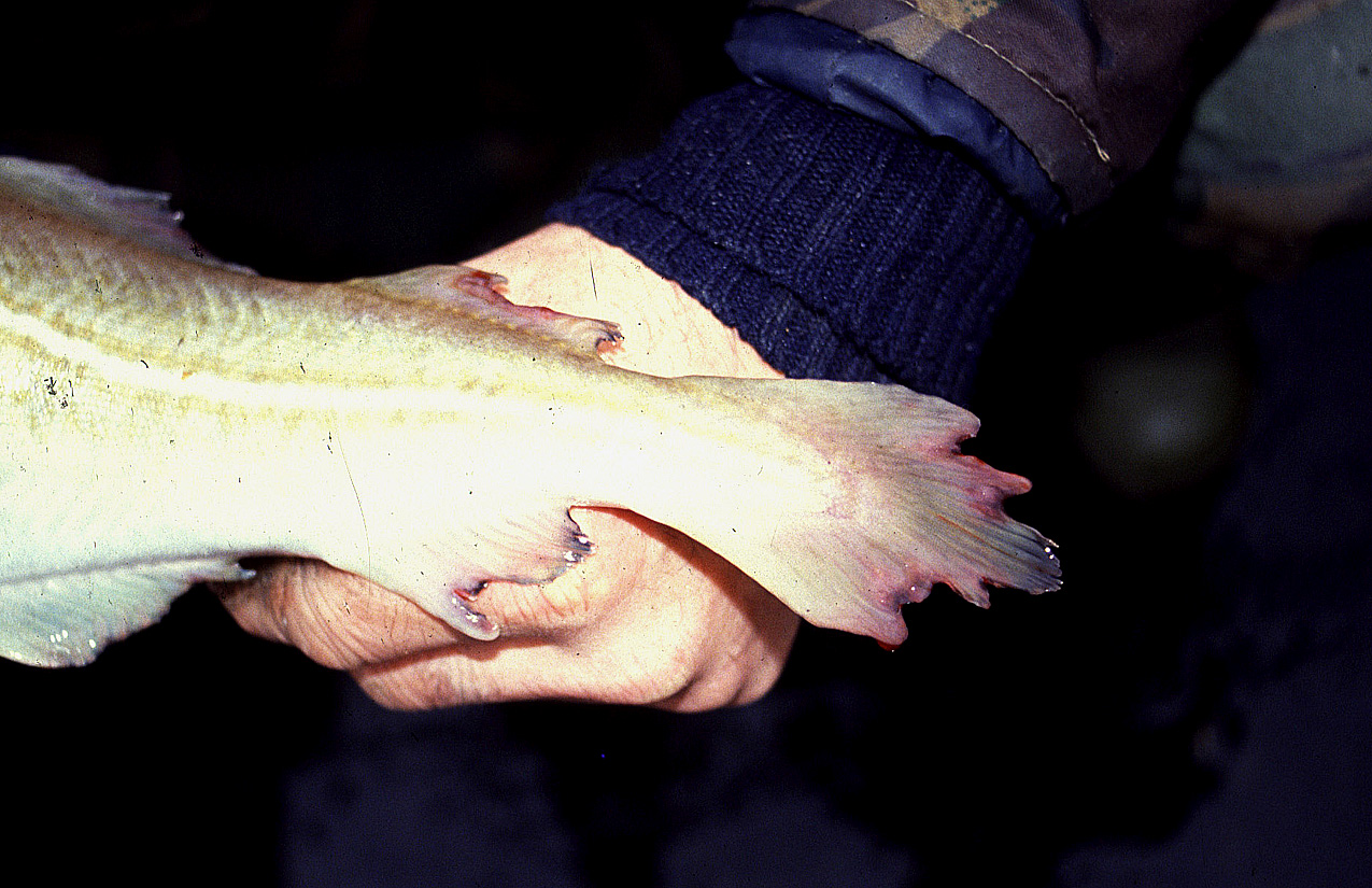 F3 - Sickbay - Fishery Sciences - Articles