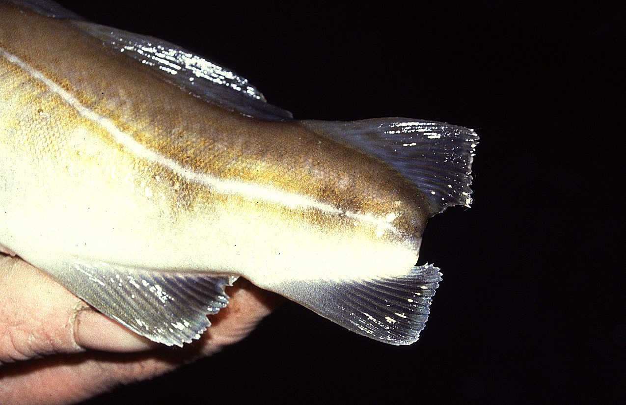 F3 - Sickbay - Fishery Sciences - Articles