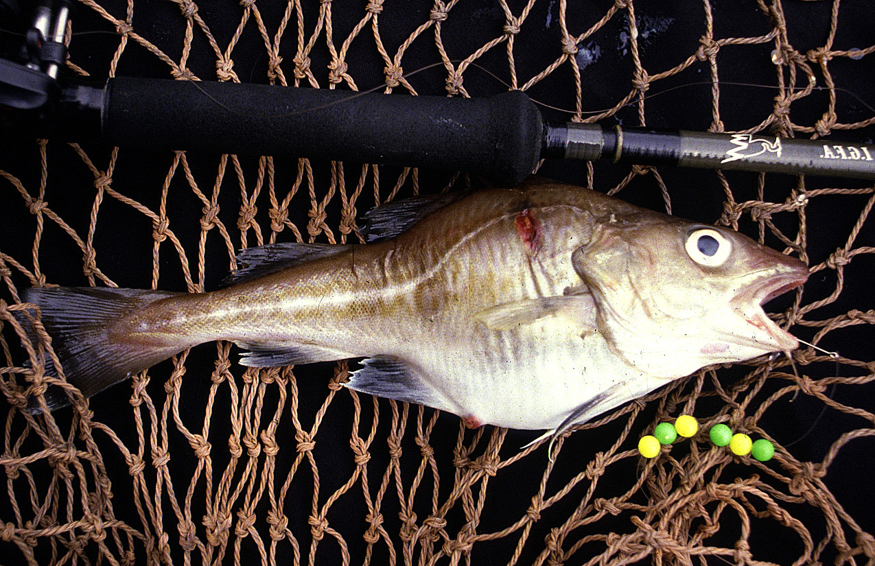 F3 - Sickbay - Fishery Sciences - Articles