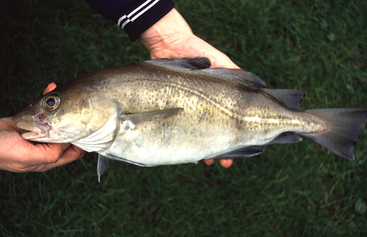 F3 - Sickbay - Fishery Sciences - Articles