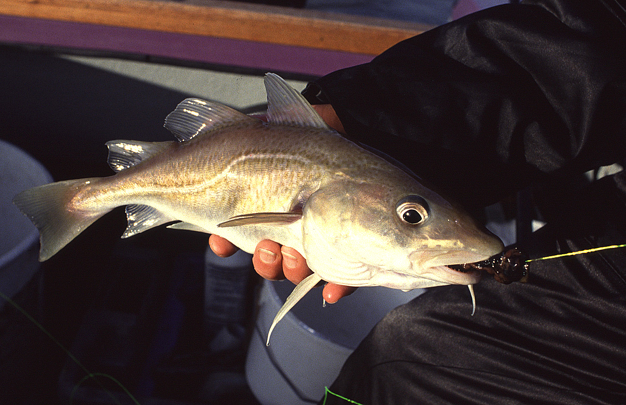 F3 - Sickbay - Fishery Sciences - Articles